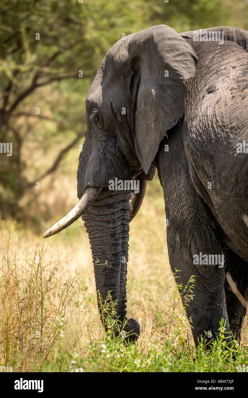 Wild animals in the Serengeti, Tanzania – African safari wildlife ...