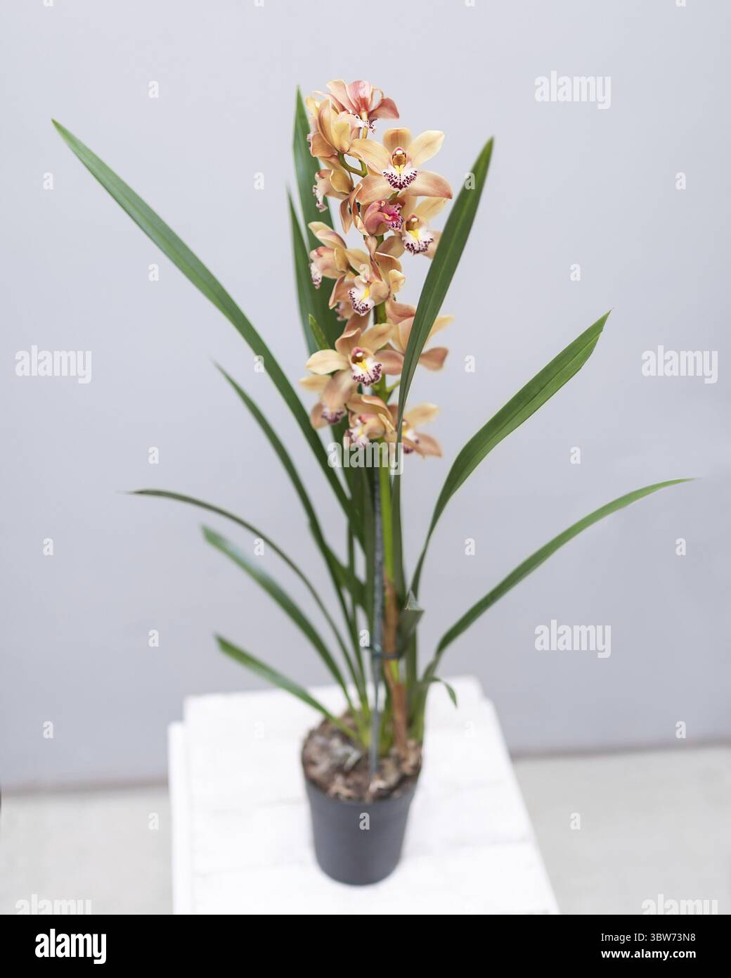 Eucalyptus blossom hi-res stock photography and images - Alamy