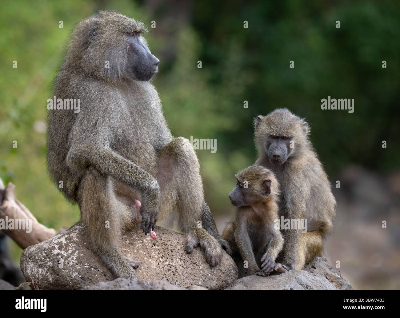 Wild animals in the Serengeti, Tanzania – African safari wildlife ...