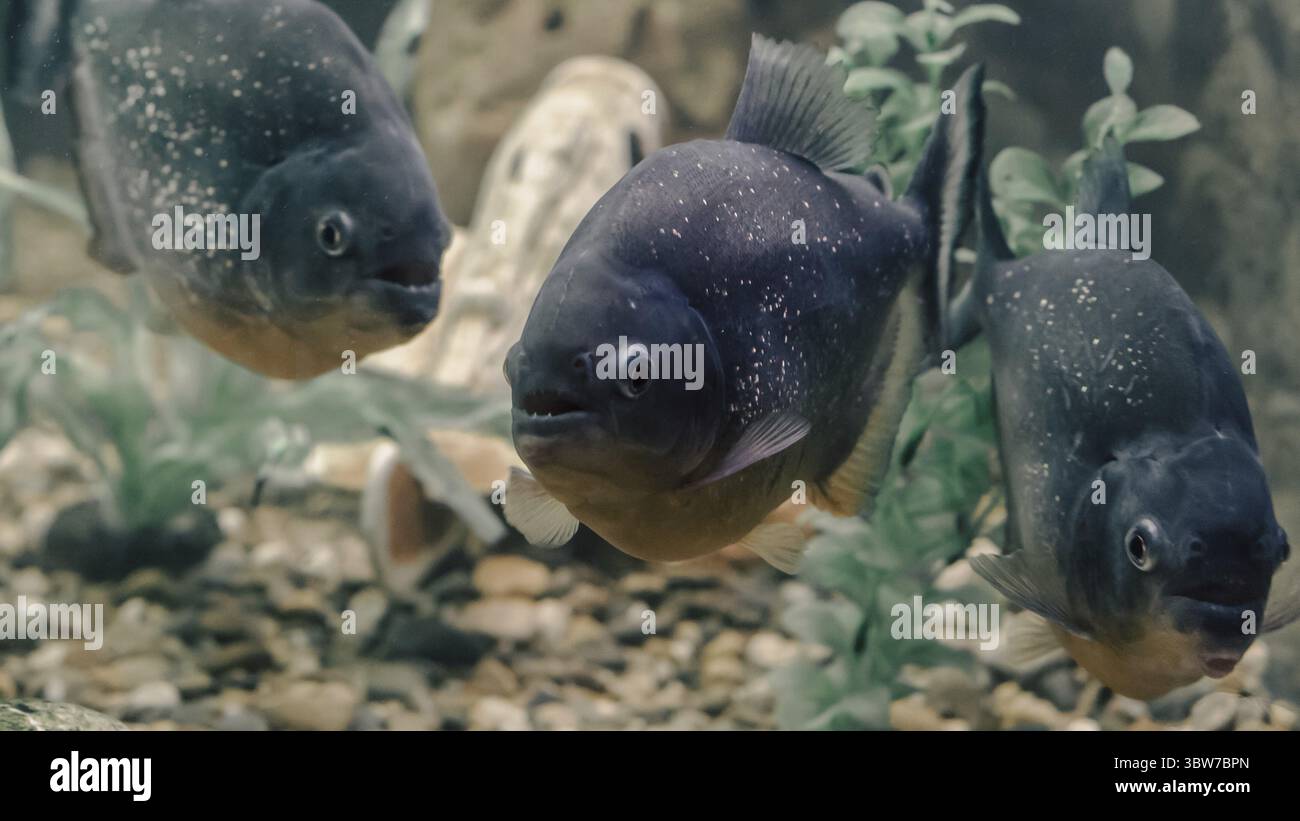 Three piranha fish swim in the water close up Stock Photo - Alamy