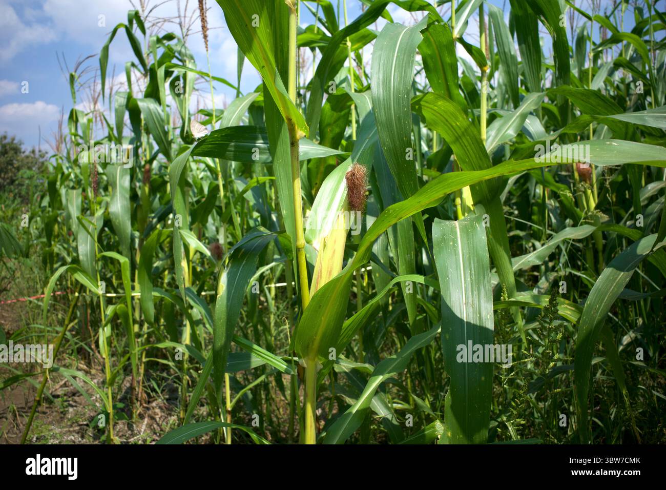 Lush corn plants, Zea mays with flowers in bloom in a corn field, in ...