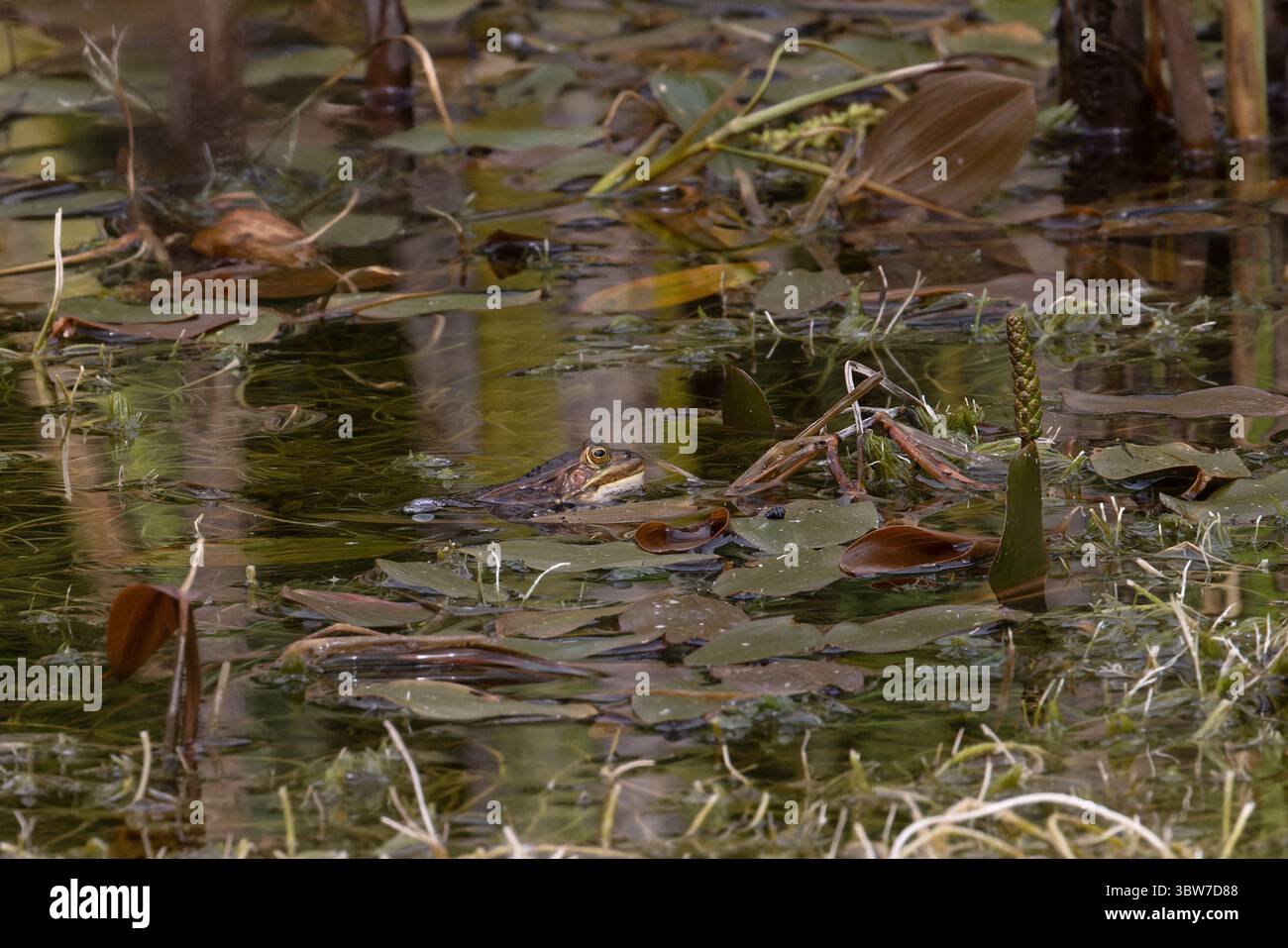 Northern Pool Frog (Pelophylax lessonae) in habitat Thompson Water ...