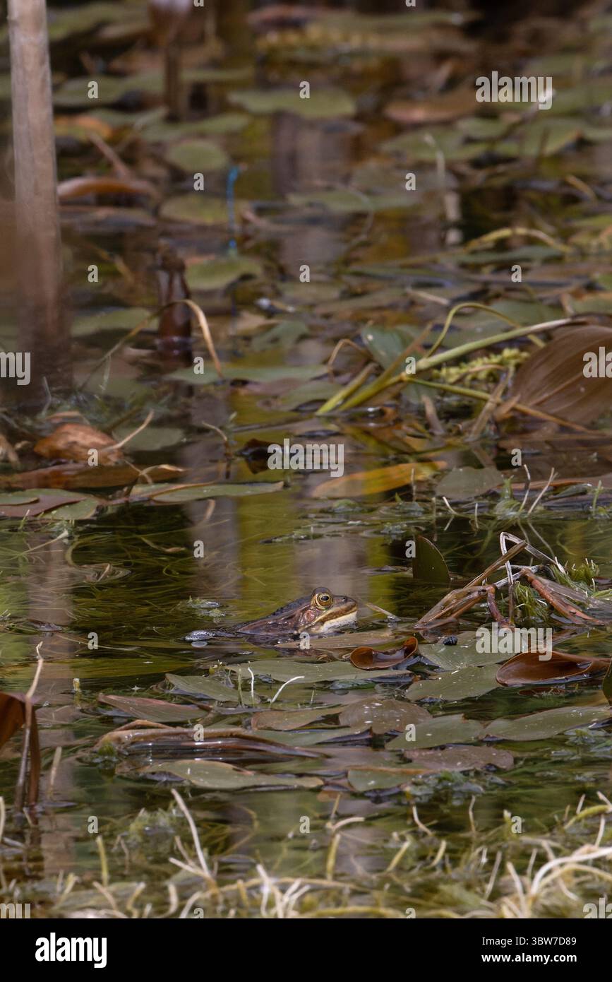 Northern Pool Frog (Pelophylax lessonae) in habitat Thompson Common ...