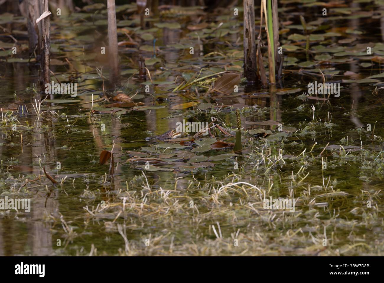Northern Pool Frog (Pelophylax lessonae) in habitat Thompson Common ...