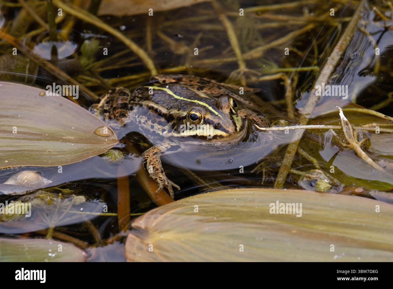 Northern Pool Frog (Pelophylax lessonae) Thompson Water Norfolk June ...