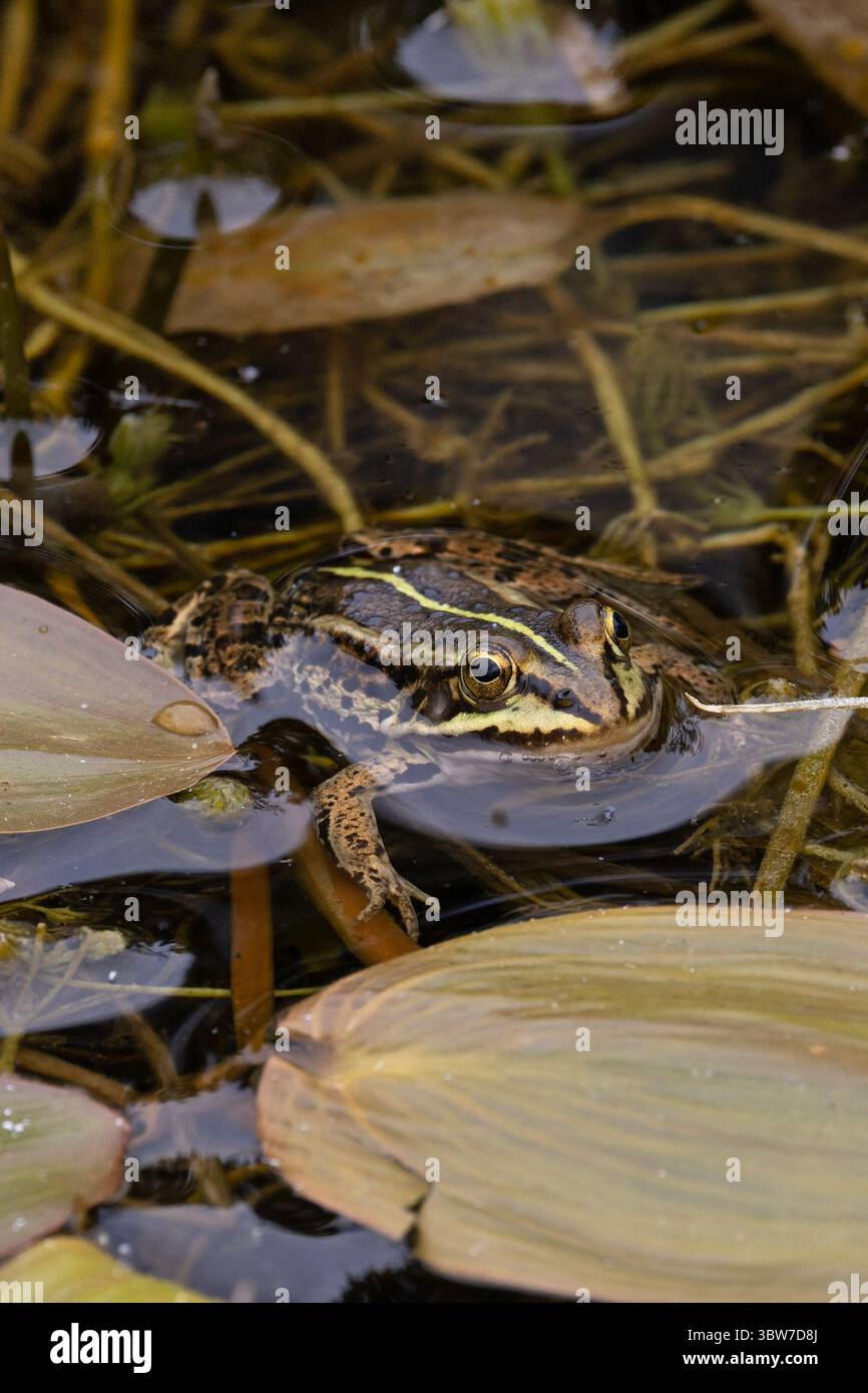 Northern Pool Frog (Pelophylax lessonae) Thompson Water Norfolk June ...