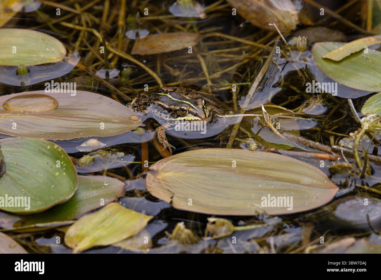 Northern Pool Frog (Pelophylax lessonae) Thompson Water Norfolk June ...