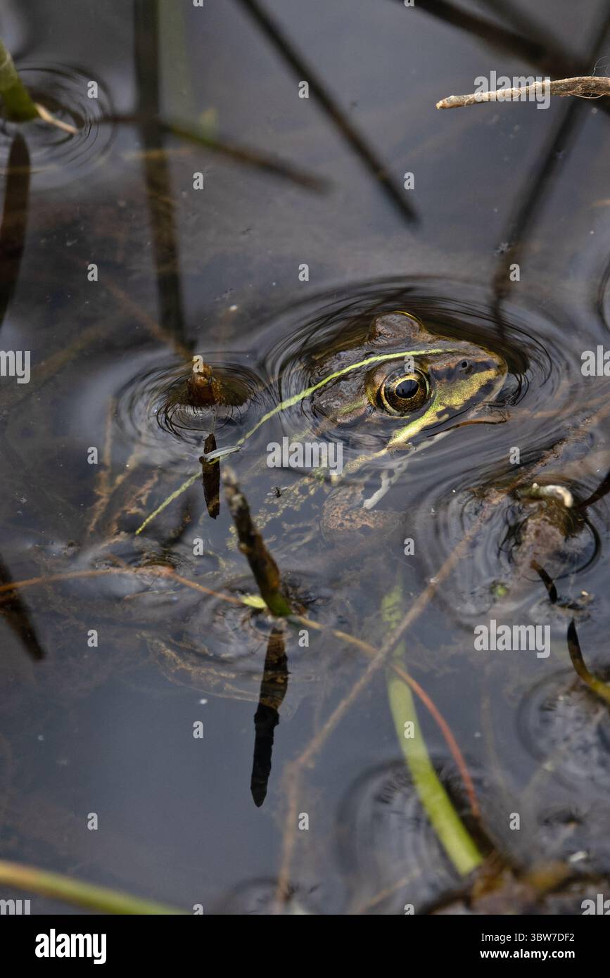 Northern Pool Frog (Pelophylax lessonae) Thompson Water Norfolk June ...