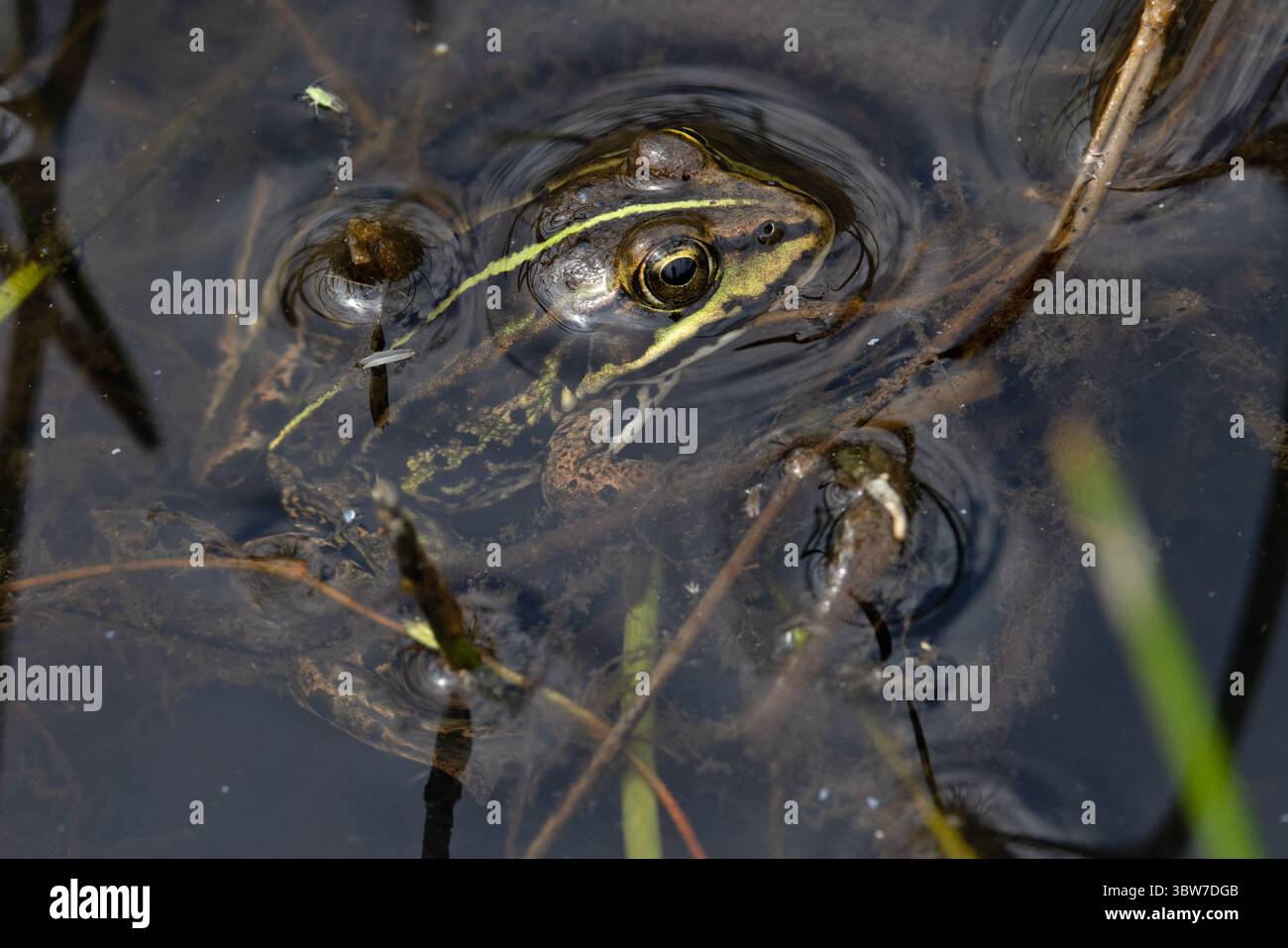 Northern Pool Frog (Pelophylax lessonae) Thompson Water Norfolk June ...
