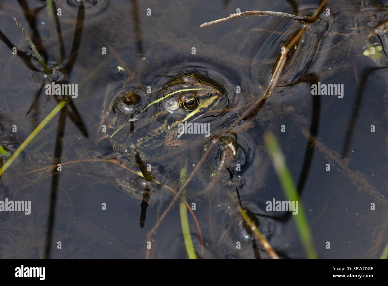Northern Pool Frog (Pelophylax lessonae) Thompson Water Norfolk June ...
