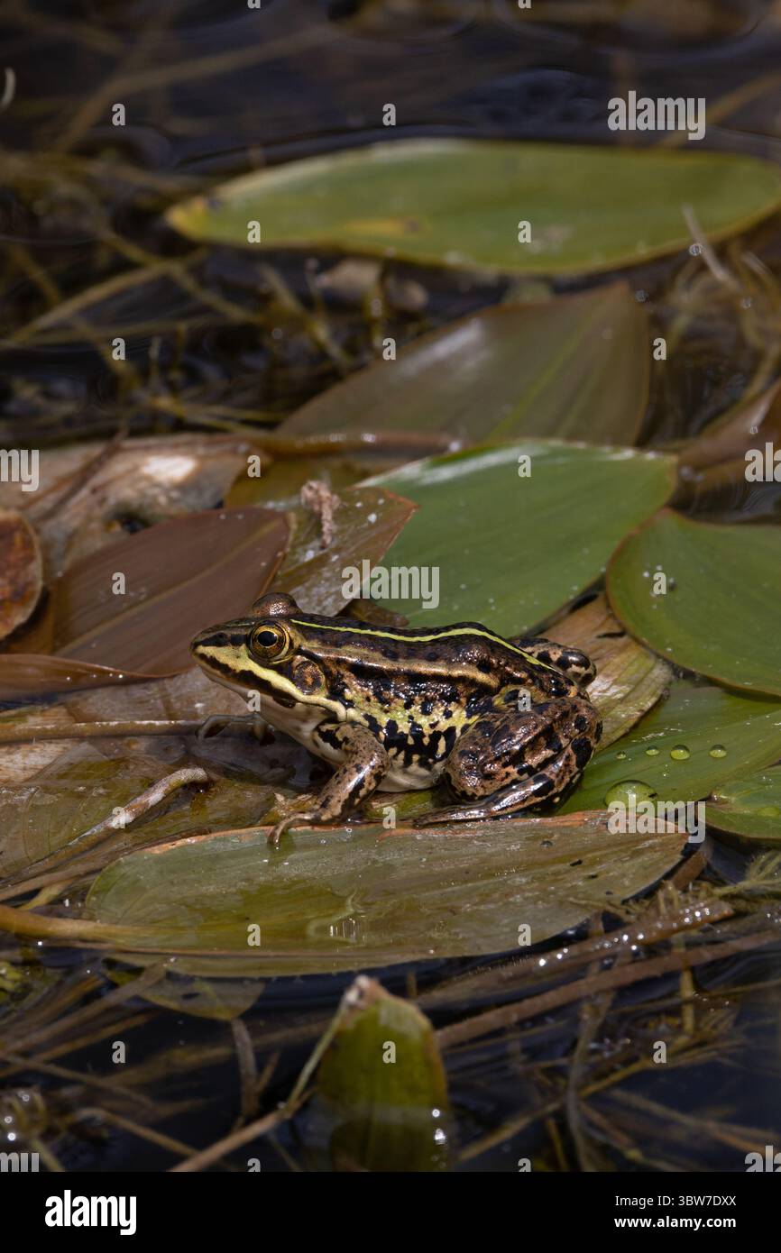 Northern Pool Frog (Pelophylax lessonae) Thompson Water Norfolk June ...