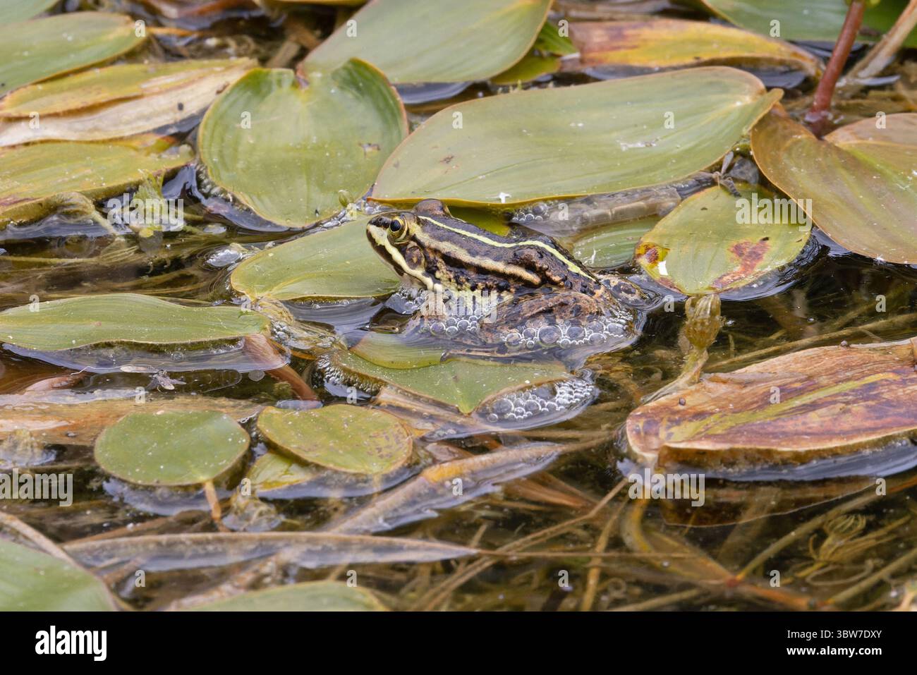 Northern Pool Frog (Pelophylax lessonae) Thompson Water Norfolk June ...