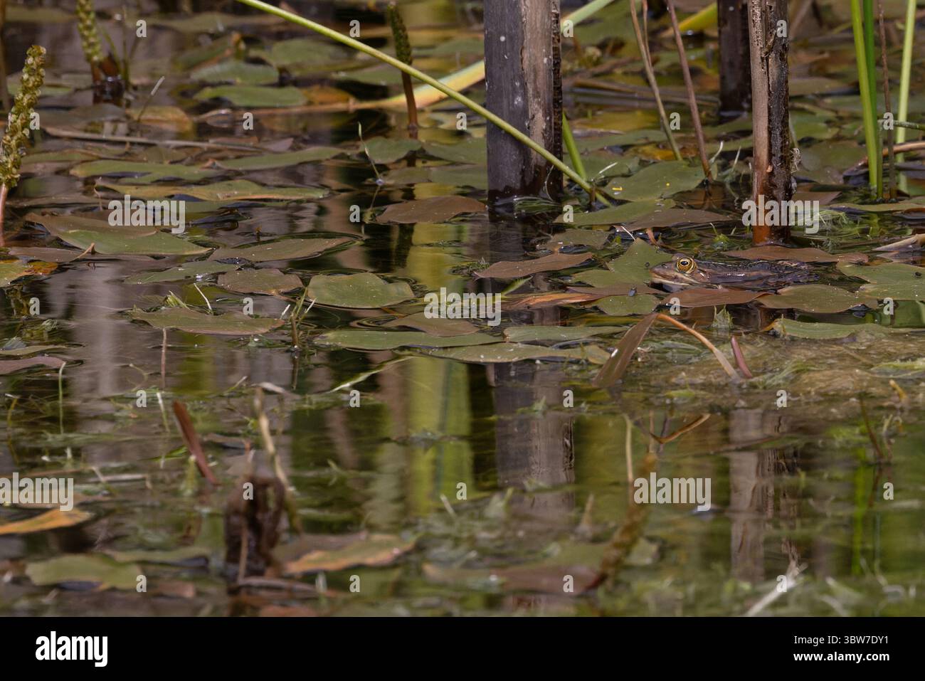 Northern Pool Frog (Pelophylax lessonae) in habitat Thompson Common ...