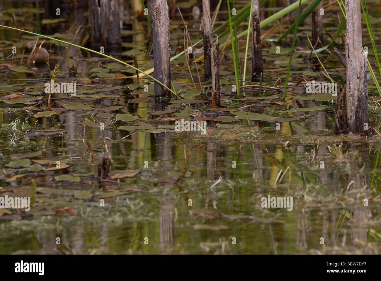 Northern Pool Frog (Pelophylax lessonae) in habitat Thompson Water ...