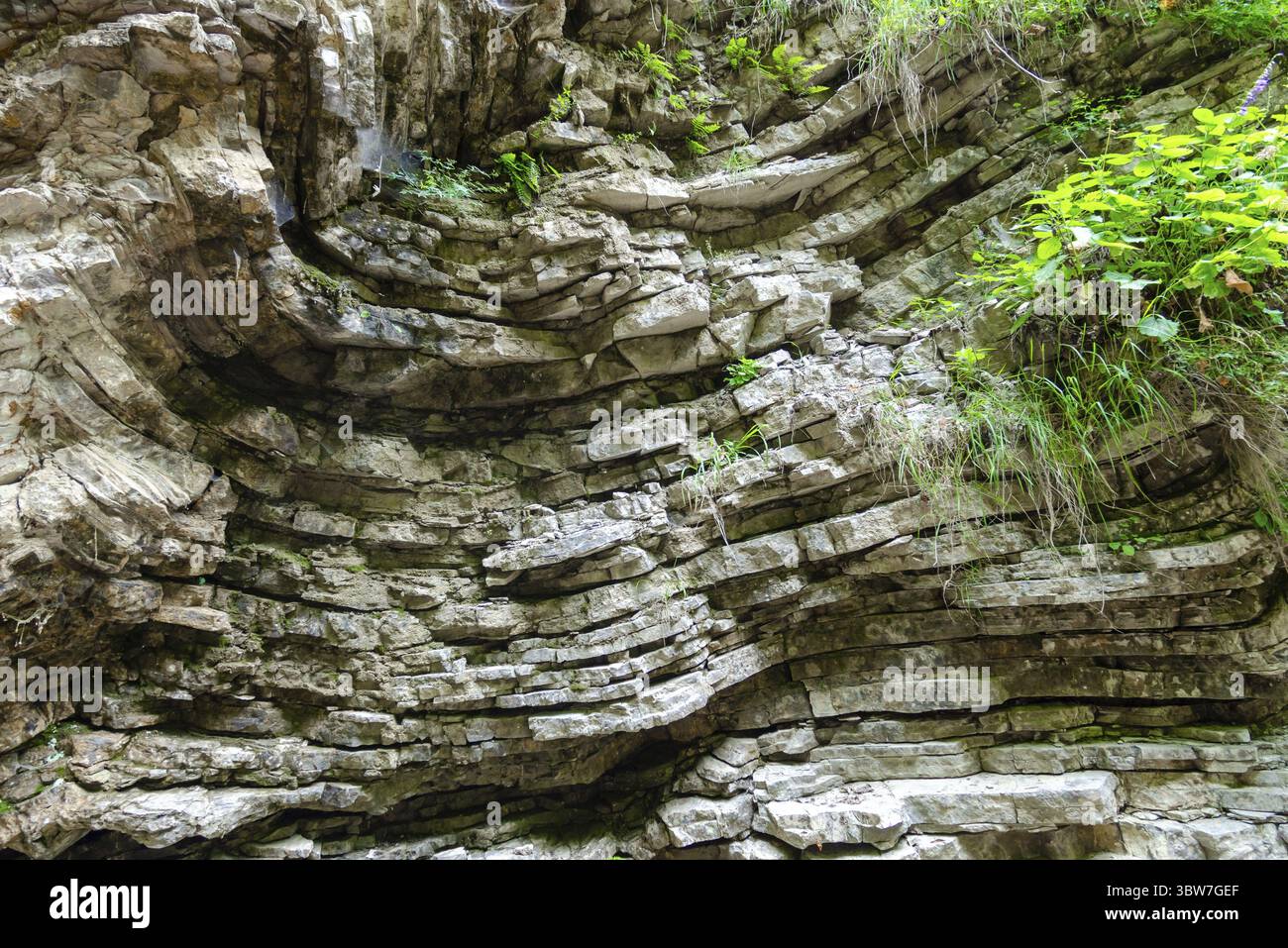 Natural pattern stone rock with green fresh plants in the jungle in ...