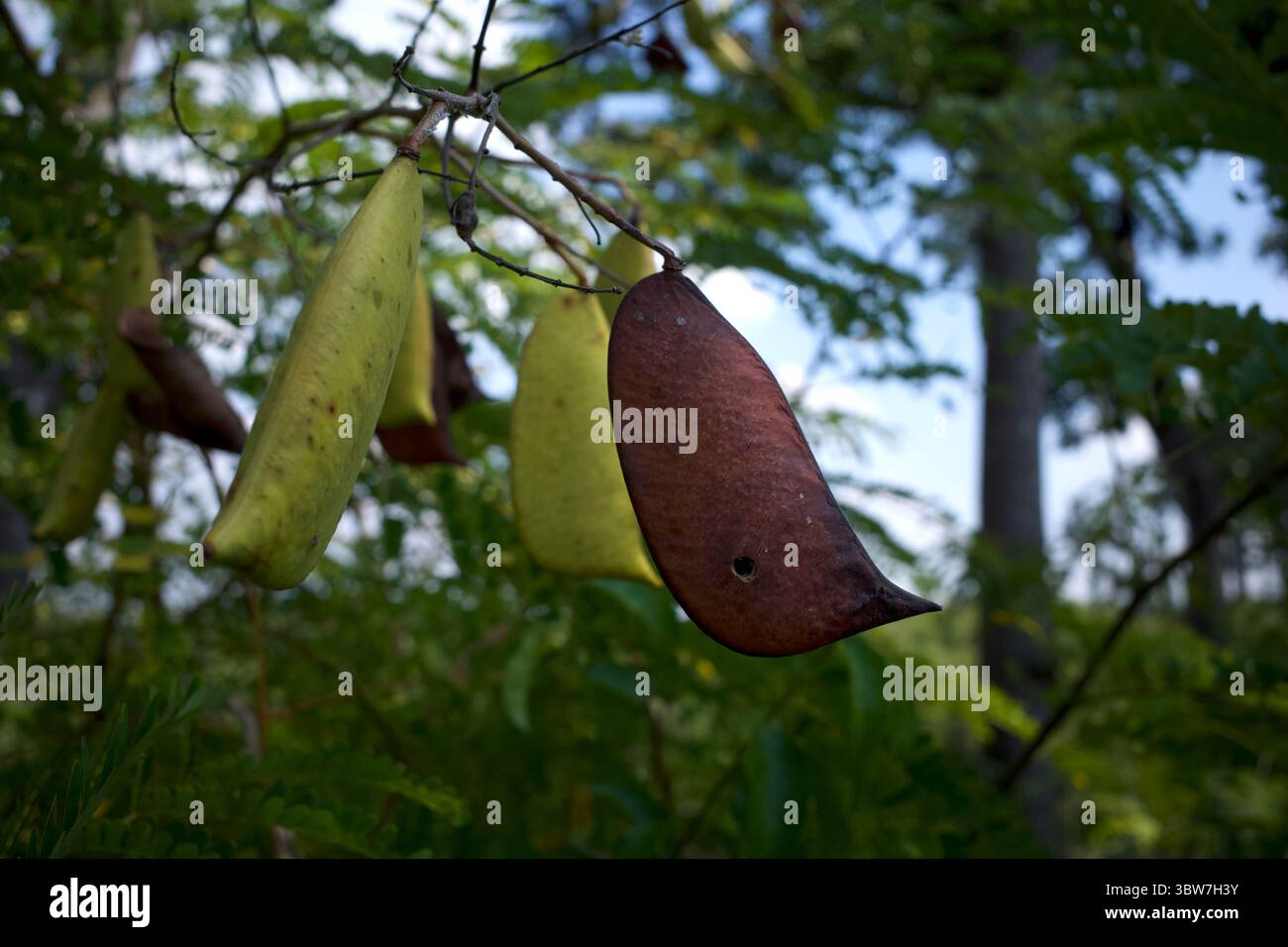 Seeds wisdom hi-res stock photography and images - Alamy