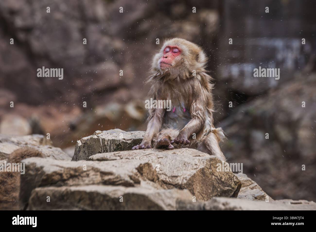 Japanese macaque, also known as snow monkey, sits on rocks, shaking off ...