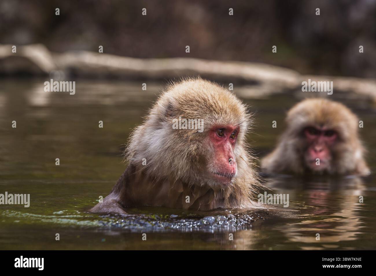 Japanese macaques, also known as snow monkeys, enjoy a relaxing soak in ...