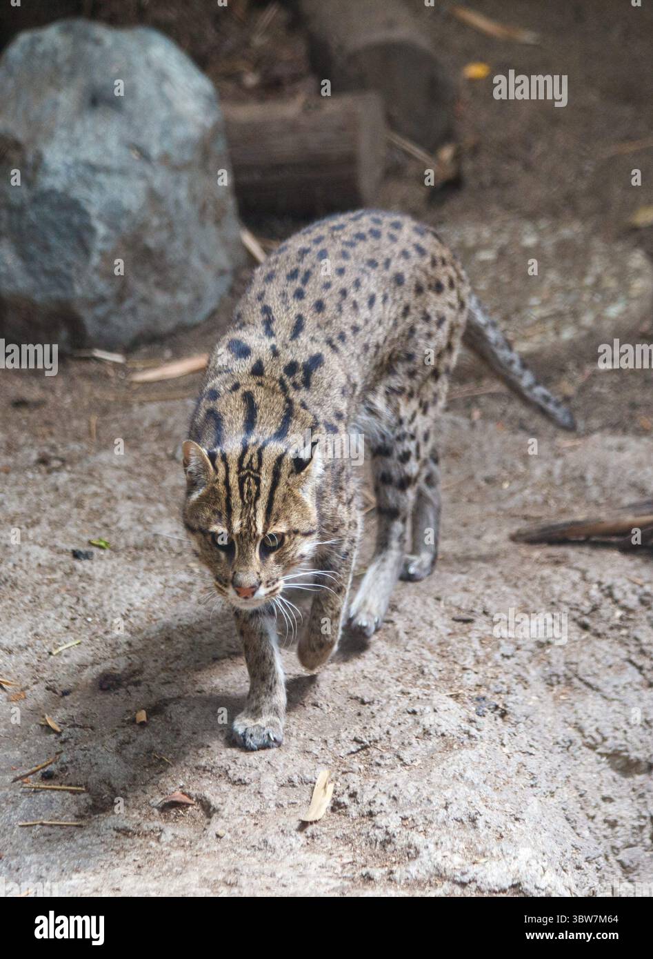 A Fishing cat spotted cat in San Diego Zoo, San Diego, California ...