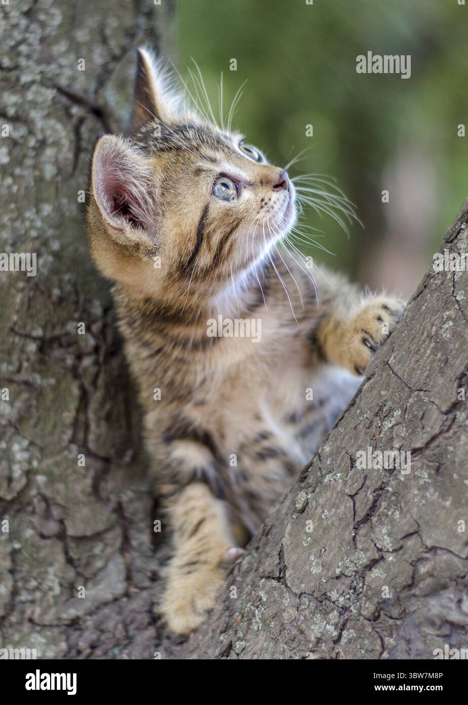 Little kitten color tabby climbing a tree Stock Photo - Alamy