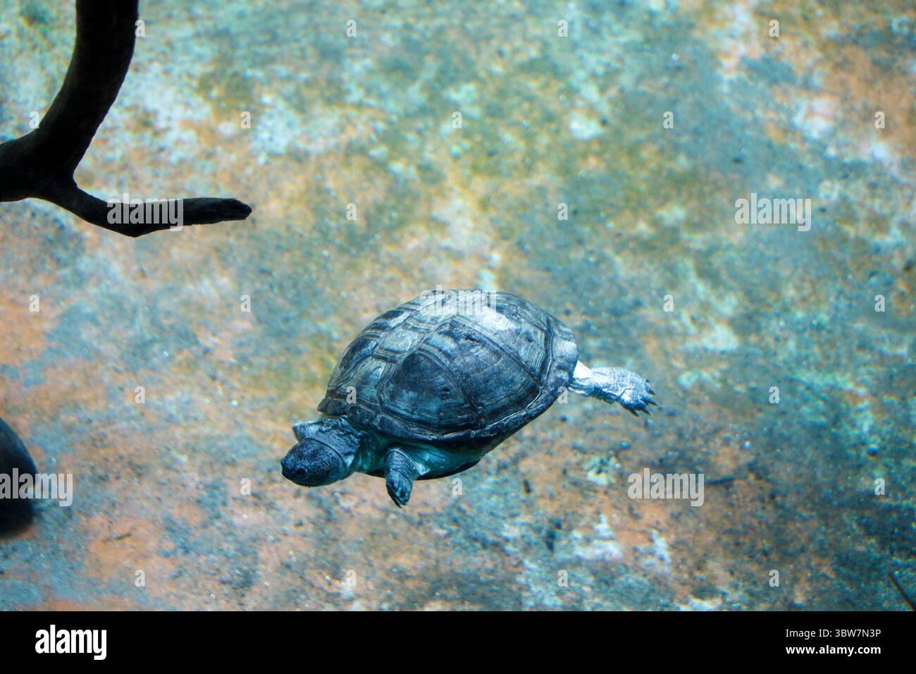 A Turtle swimming in San Diego Zoo, San Diego, California, United ...
