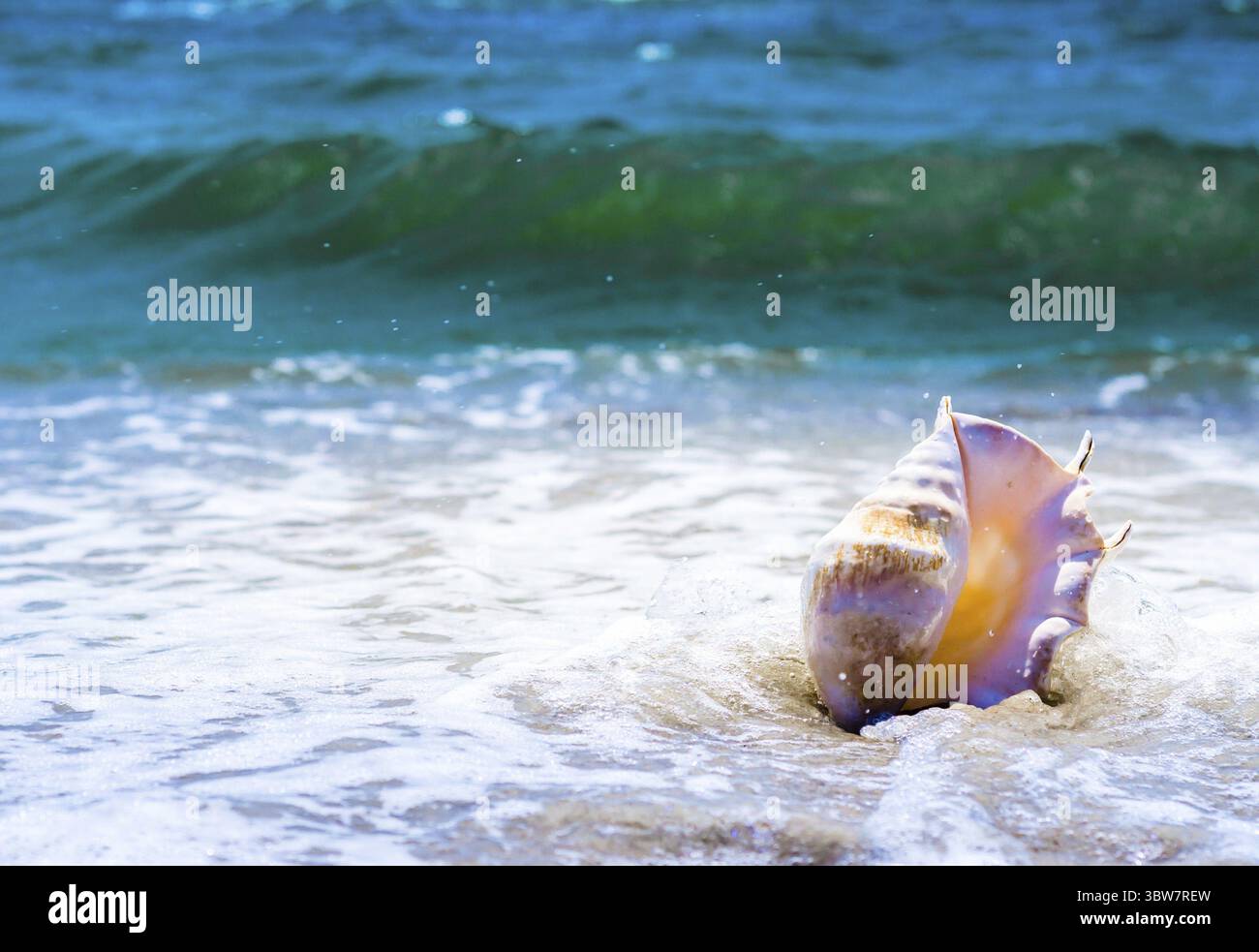 Large huge oceanic shell hi-res stock photography and images - Alamy
