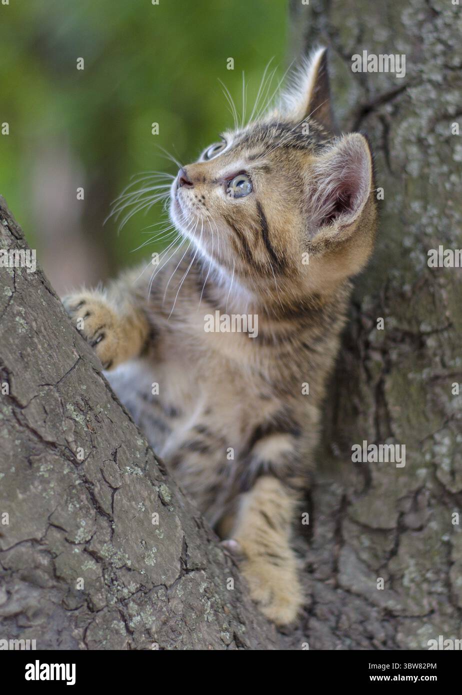Little kitten color tabby climbing a tree Stock Photo - Alamy