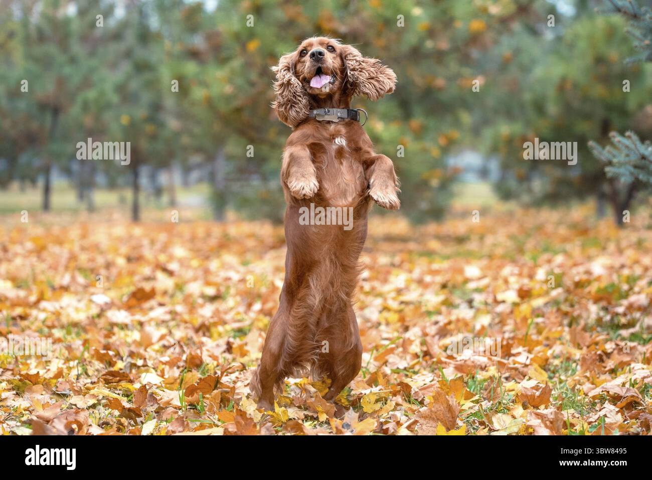 Happy red dog of the American Cocker spaniel breed jumping in the ...