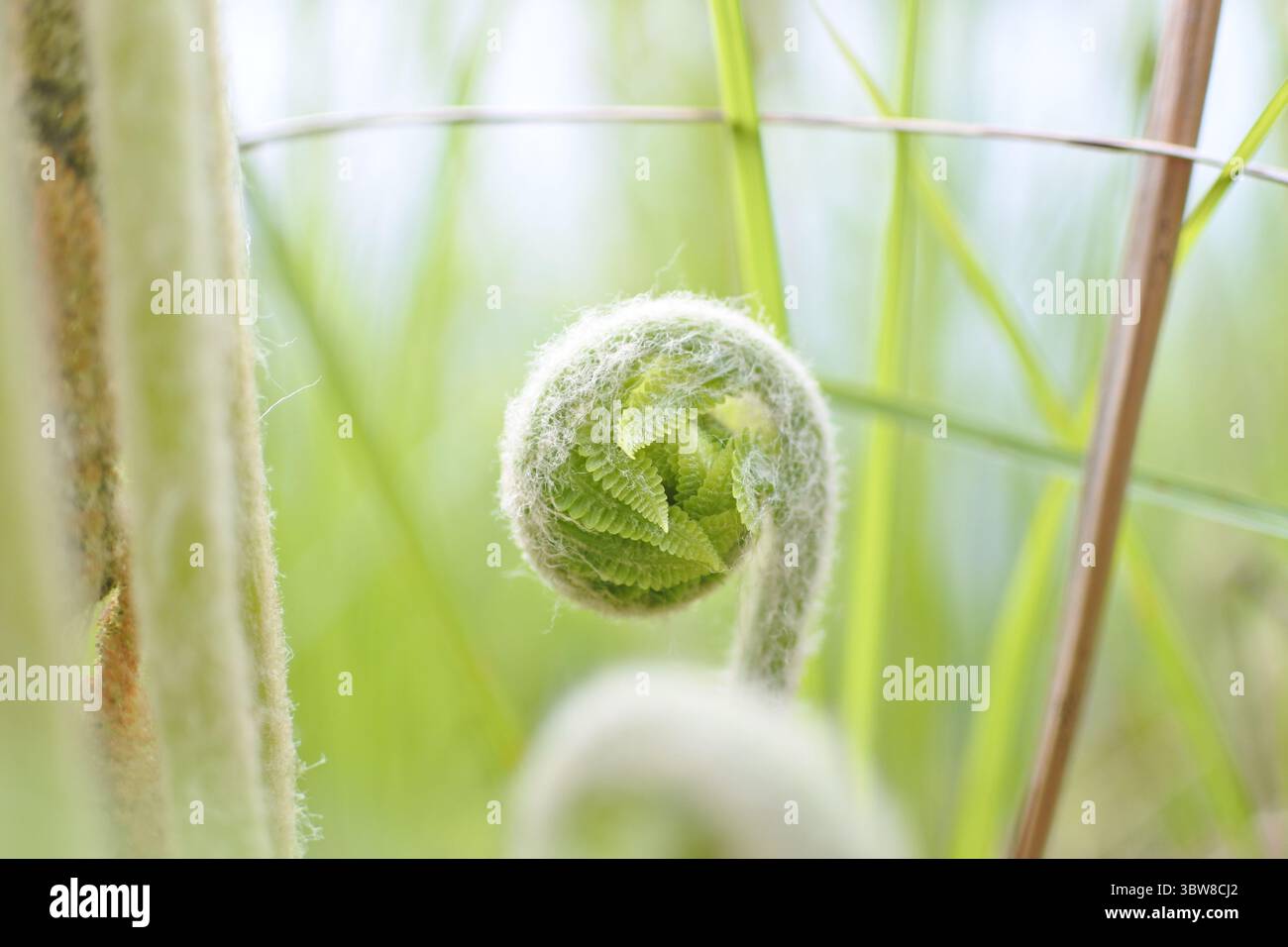 Structure emerging hi-res stock photography and images - Alamy