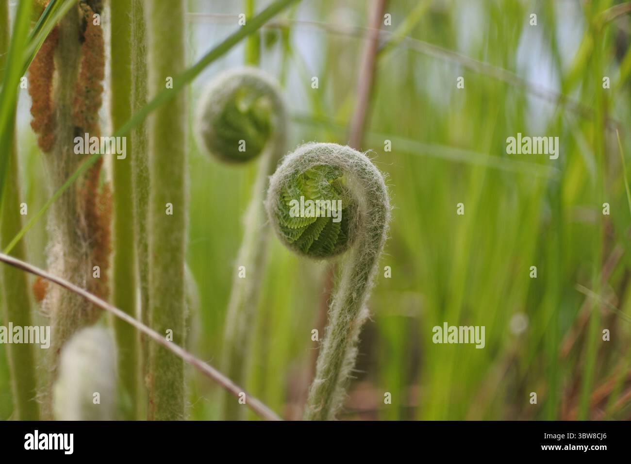 Curled up young frond hi-res stock photography and images - Alamy