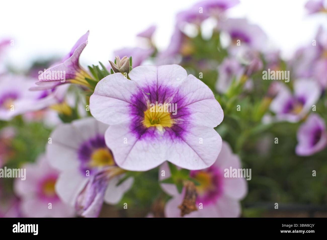 Close up shot bells hi-res stock photography and images - Alamy