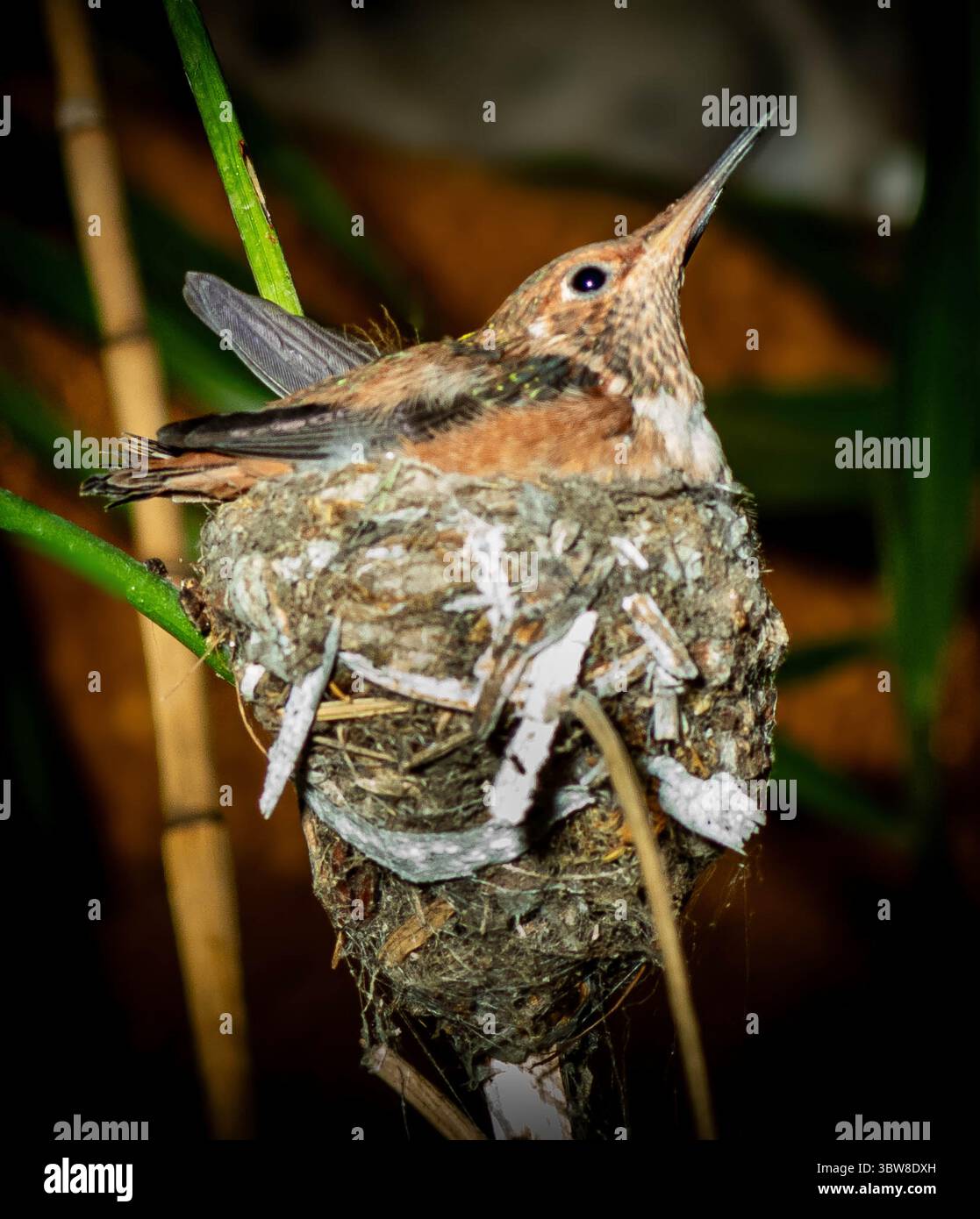 Hummingbird in Nest Stock Photo - Alamy