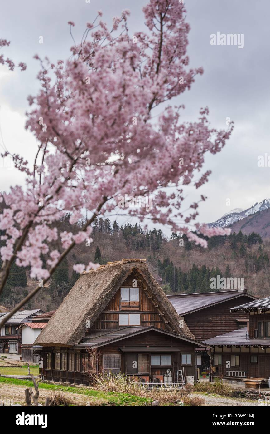 Traditional gassho-style house in Shirakawa-go, Japan, during cherry ...
