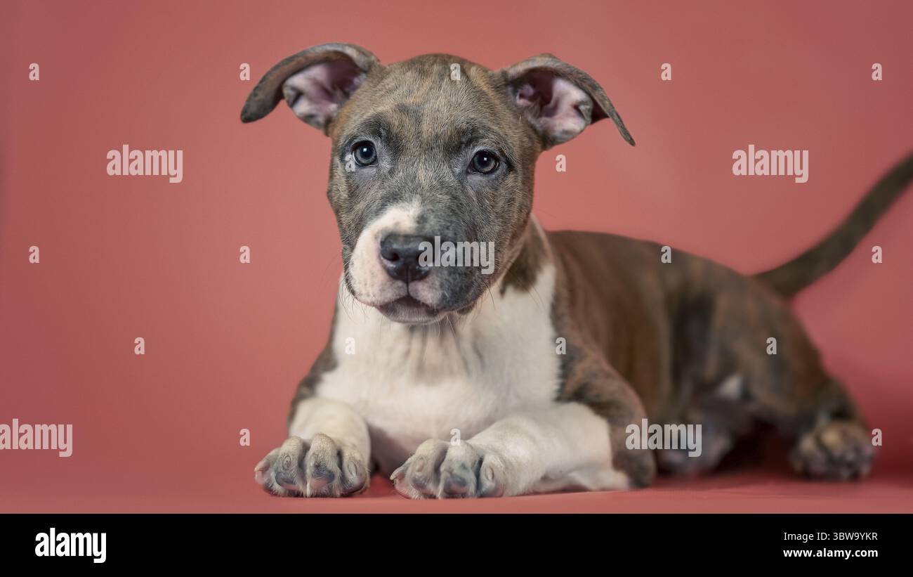Purebred tiger color Staffordshire Terrier puppy lying on a coral ...