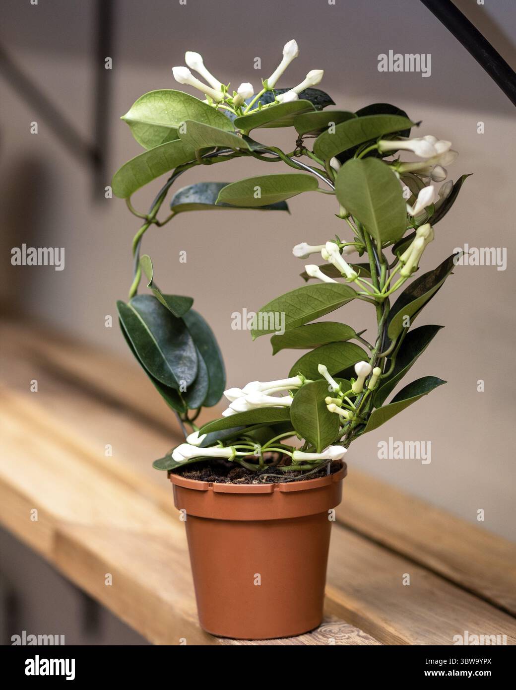 Stephanotis floribunda indoor plant hi-res stock photography and images ...