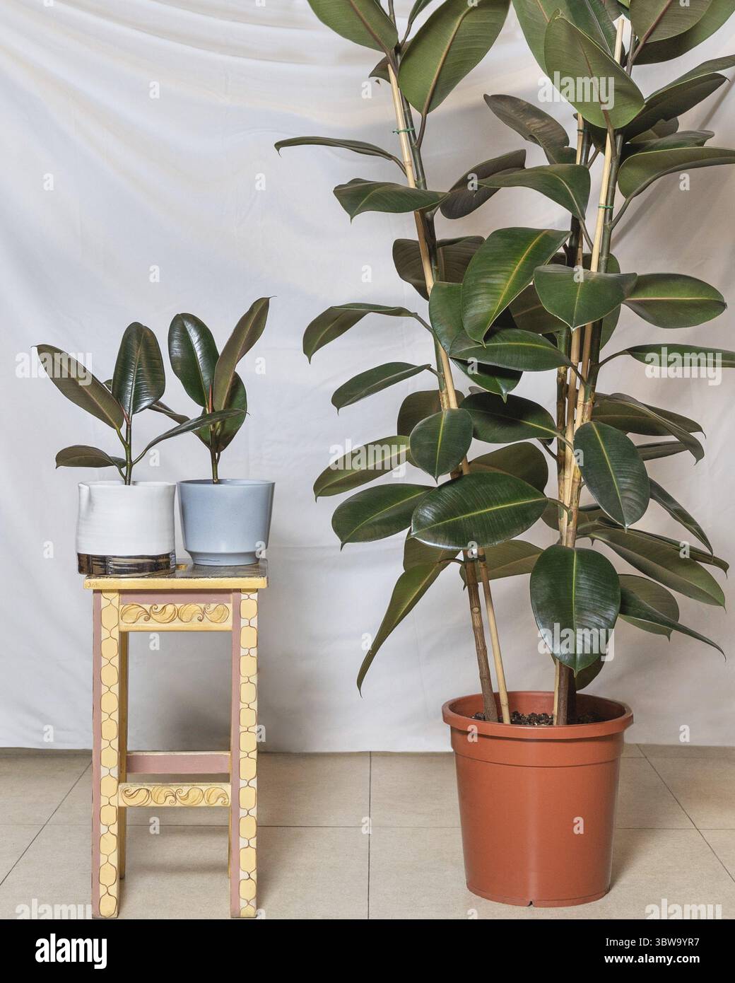 Small and big Rubber fig, Ficus elastica in the pot with white ...