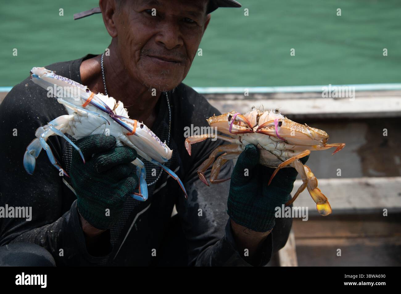 Limulidae family hi-res stock photography and images - Alamy