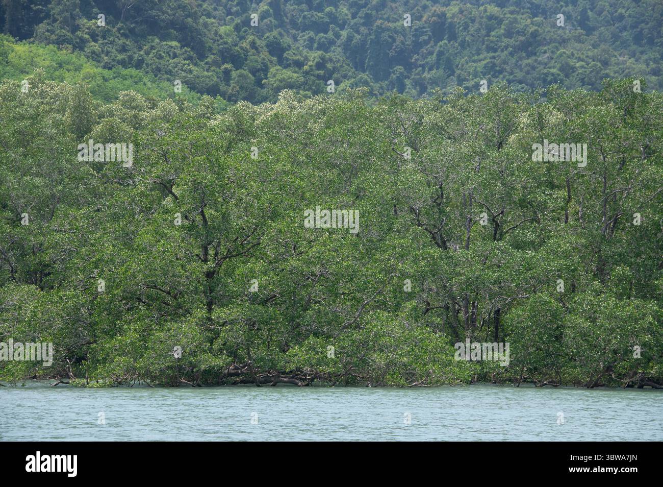 A coastline of Mangroves on the shore of an uninhabited island in Phang ...
