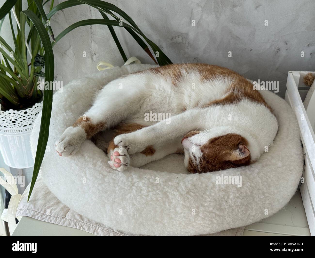 Ginger cat sleeping on bed hi-res stock photography and images - Alamy
