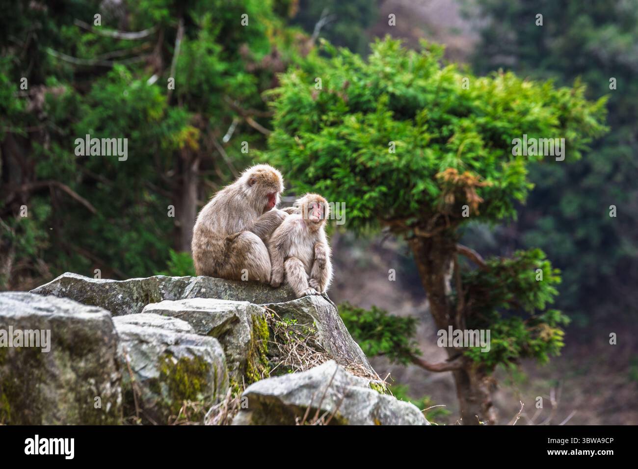 Two Japanese macaques grooming each other on rocks in a lush forest ...