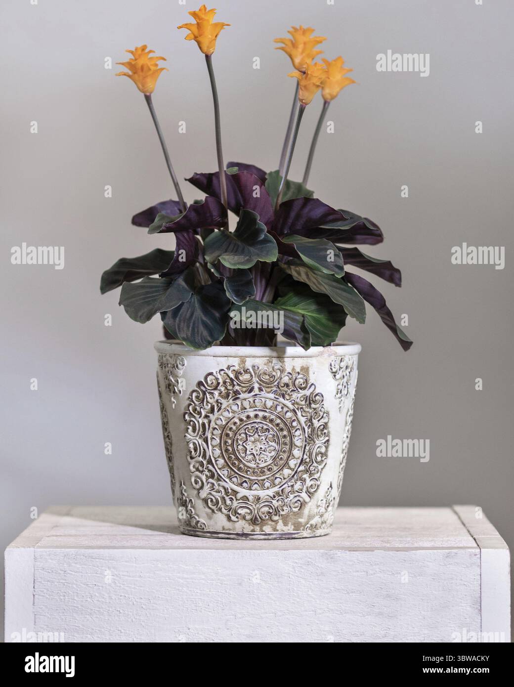 Calathea crocata tassmania hi-res stock photography and images - Alamy