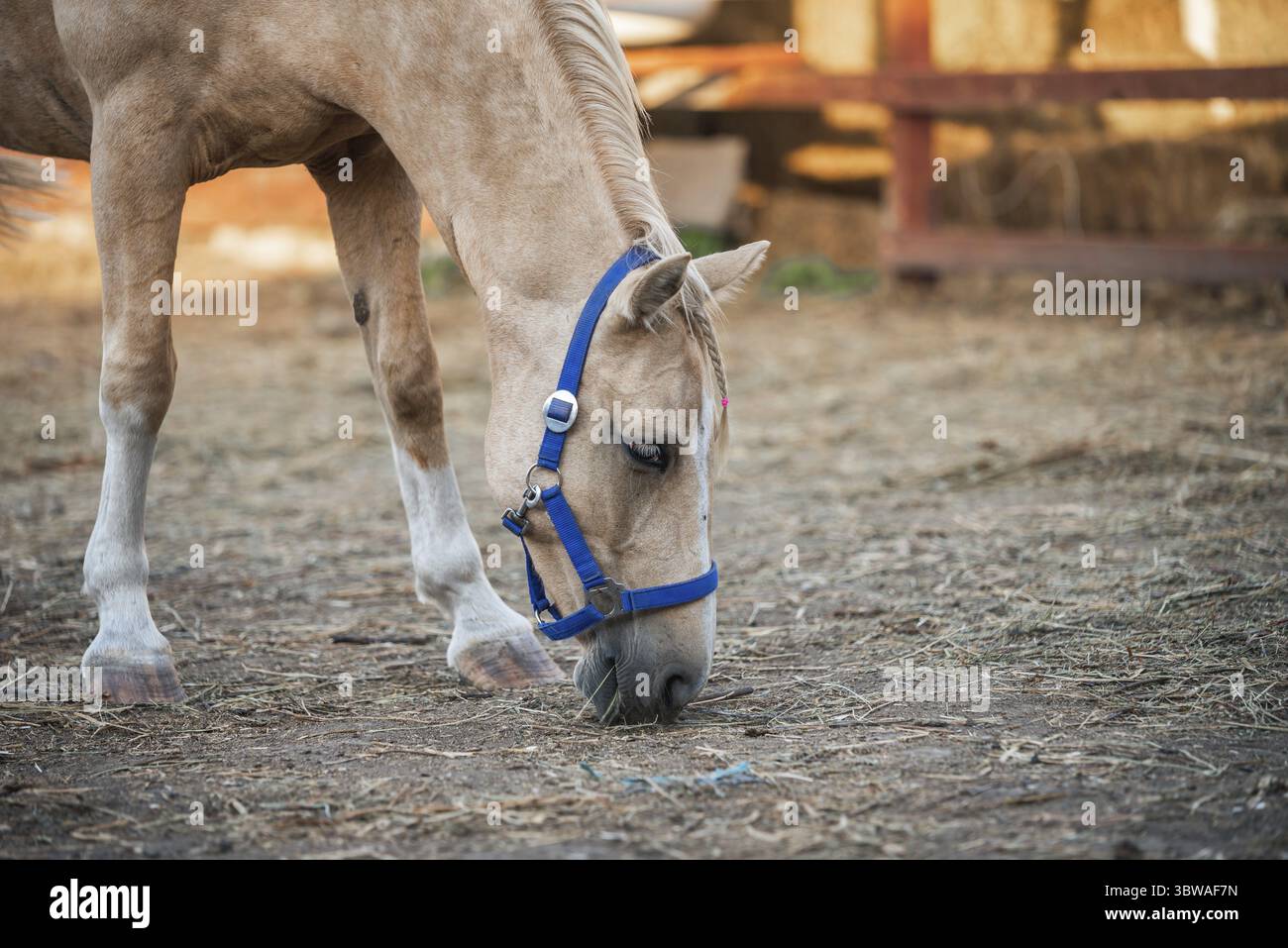 Beige horse on a ranch close up Stock Photo - Alamy