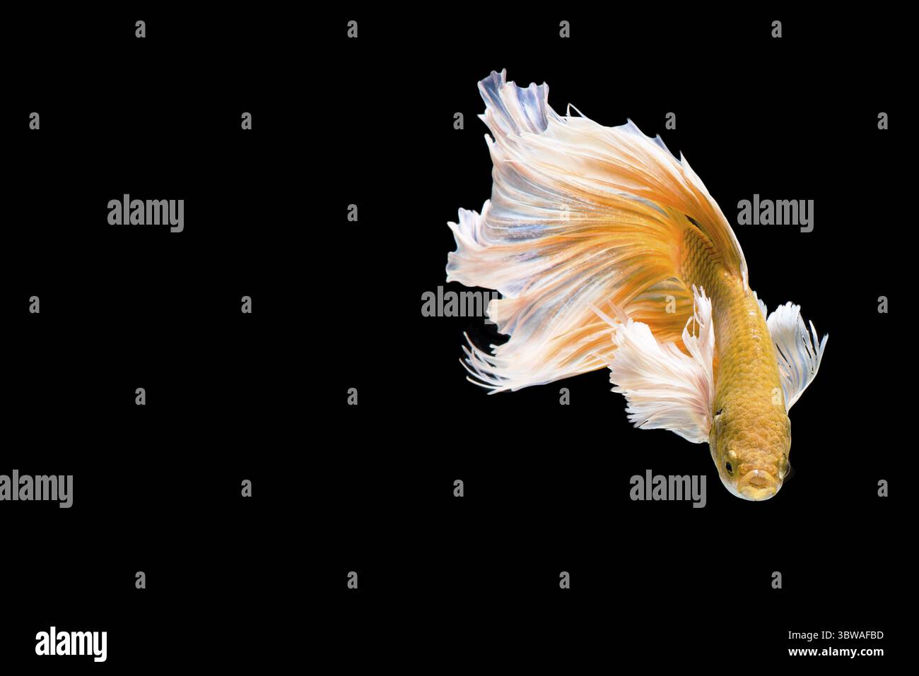 Golden Betta Siamese fighting fish, Betta splendens Pla-kad (biting ...