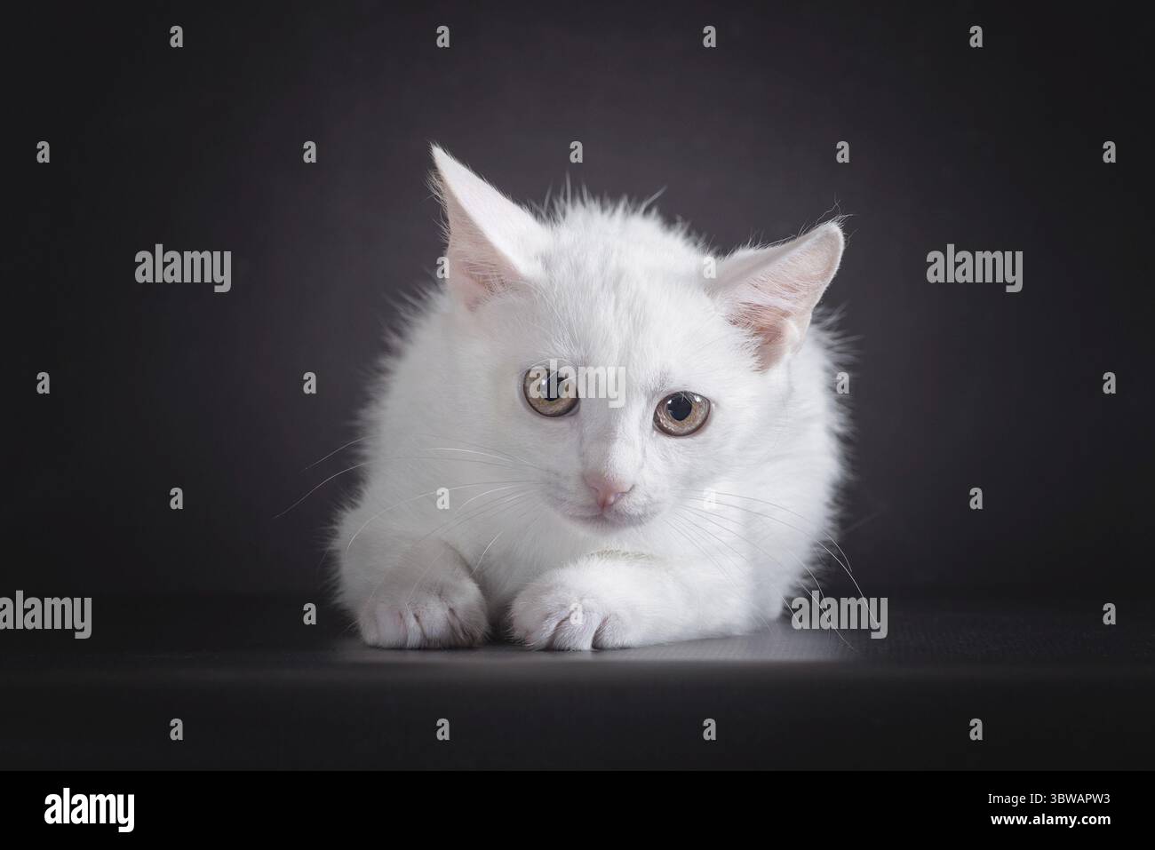 White little scared kitten on a black background Stock Photo - Alamy