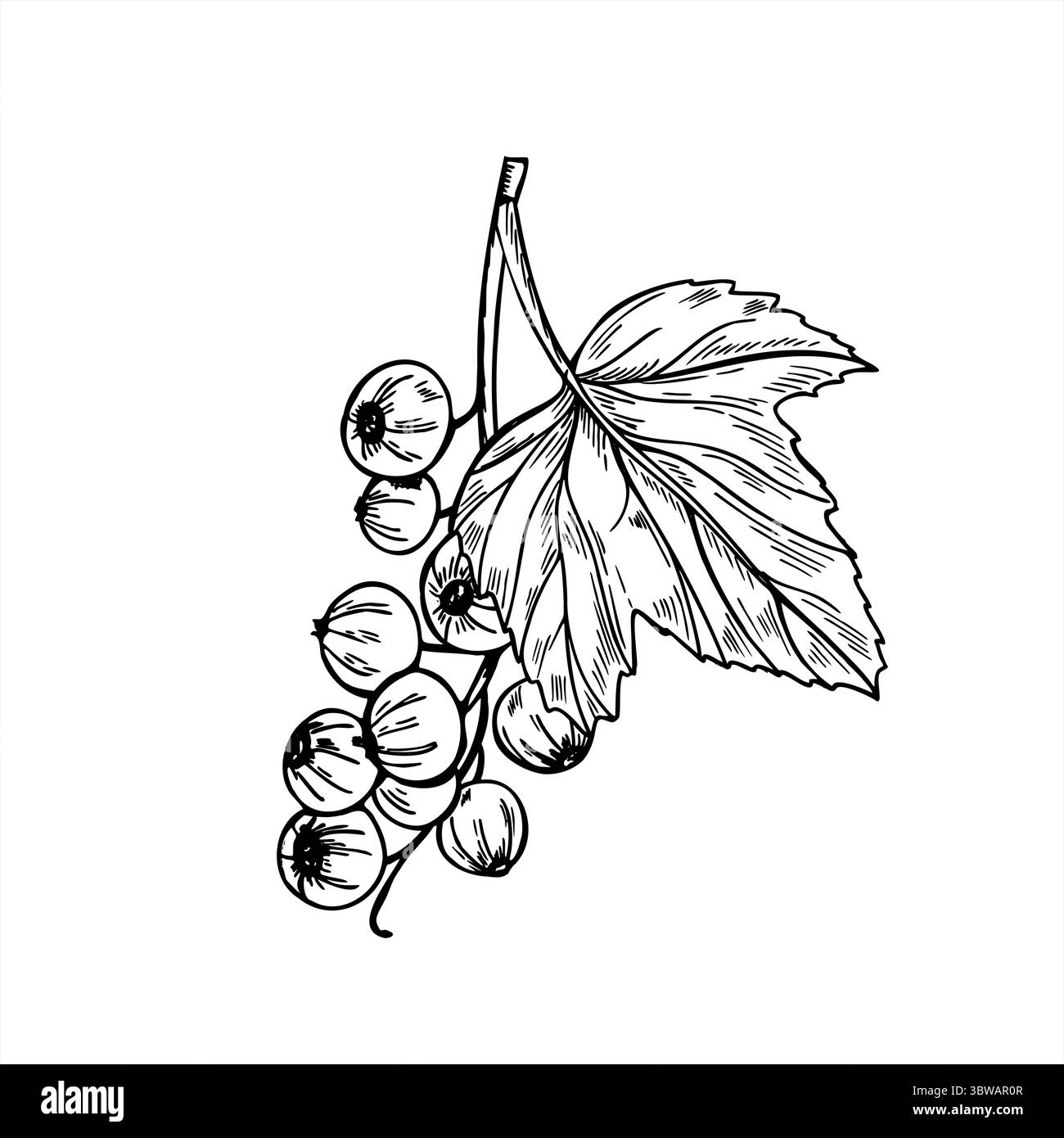 White currant branch Stock Vector Images - Alamy