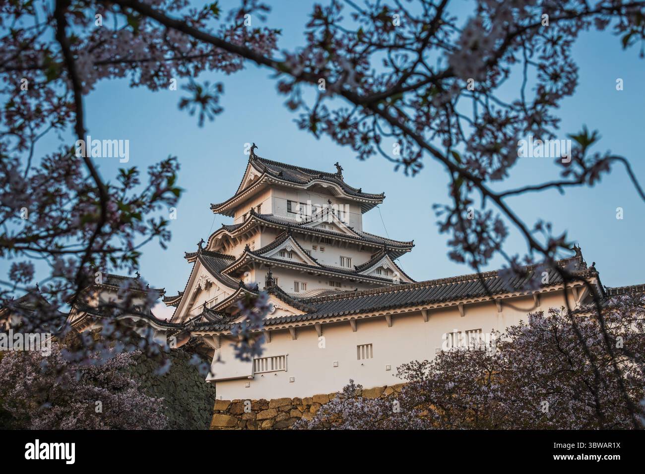 Majestic Hikone Castle in Japan, viewed through blooming cherry ...