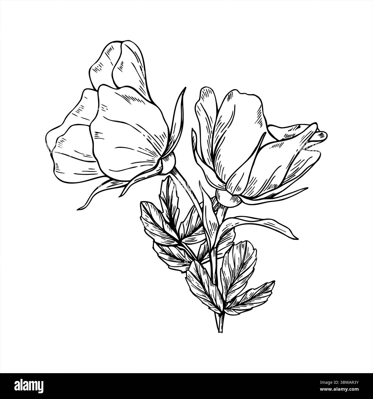Herbal tea two white Stock Vector Images - Alamy