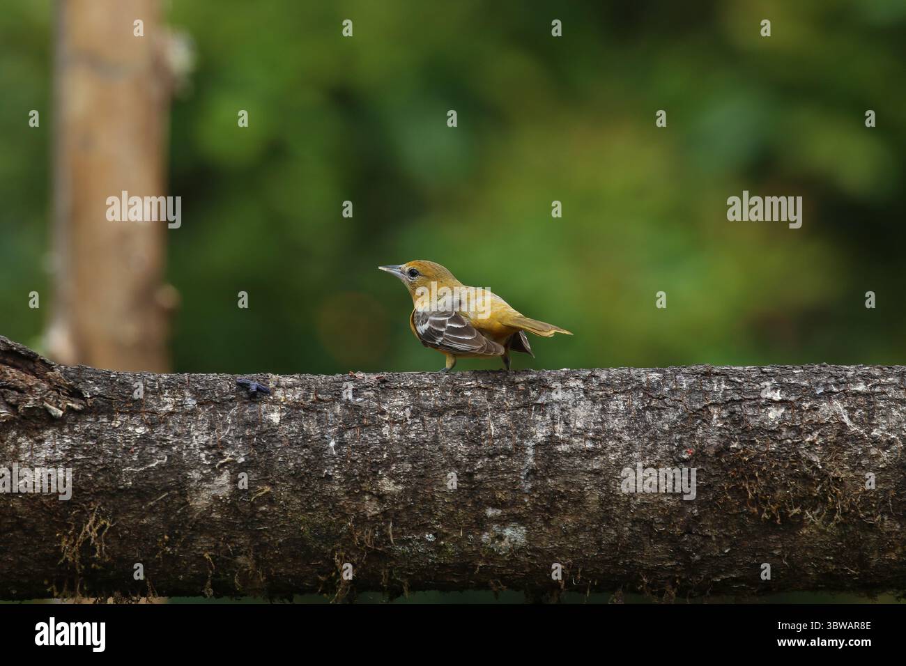 Female baltimore oriole bird hi-res stock photography and images - Alamy
