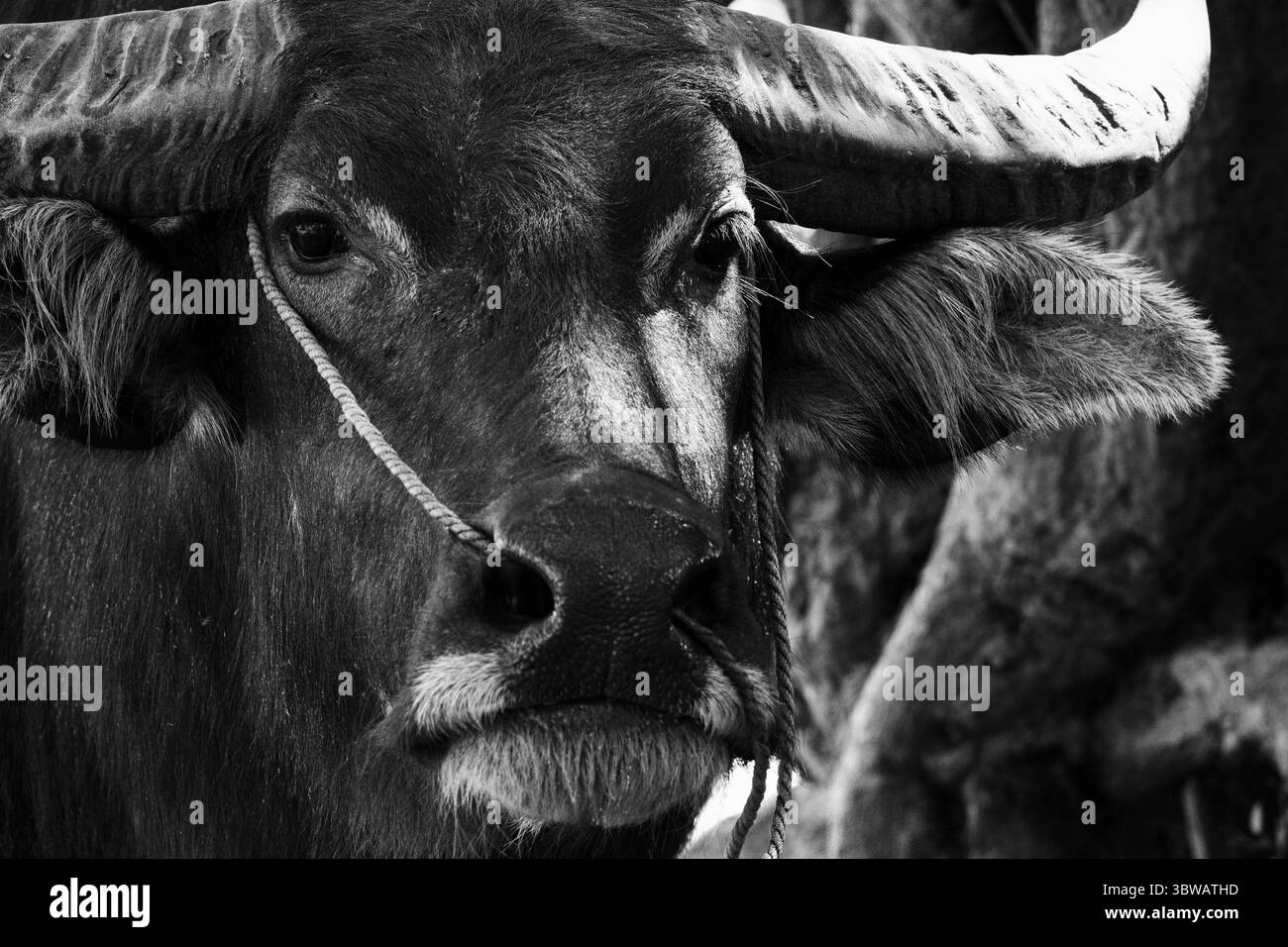 Asian male in face Black and White Stock Photos & Images - Alamy