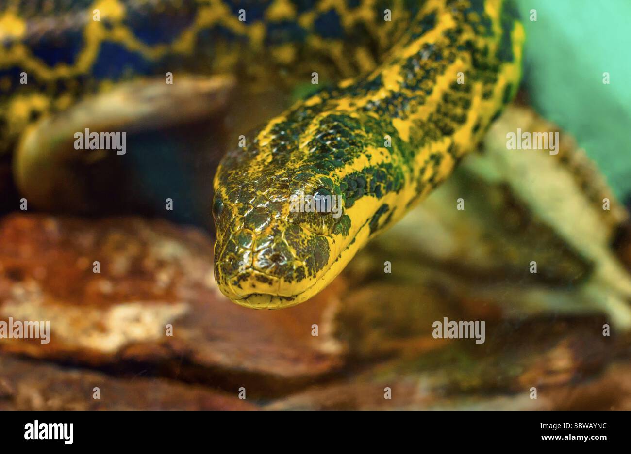 Looking yellow anaconda hi-res stock photography and images - Alamy